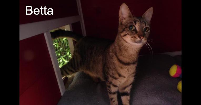 Betta - HELP - Animal Webaction