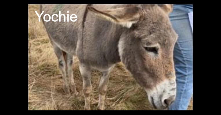 Yochie - ADADA - Animal Webaction