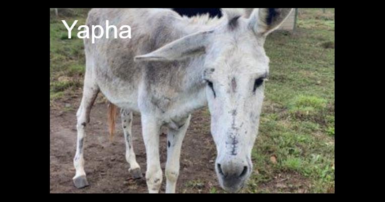 Yapha - ADADA - Animal Webaction