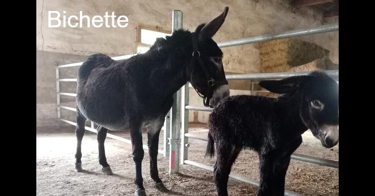 Bichette - ADADA - Animal Webaction