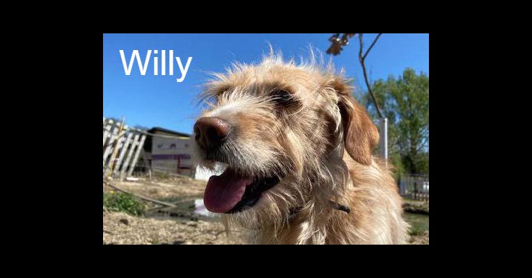 Willy - Refuge du Poil à la Plume - Animal Webaction