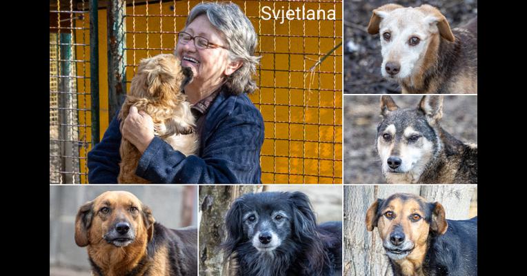 SOS 144 dogs Bosnia - Azil za pse"Poslednja oaza" - Animal Webaction