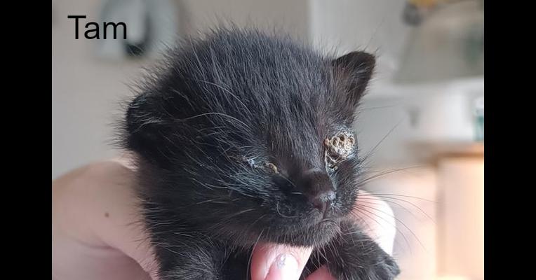 Tam - Milles et une Pattounes - Animal Webaction