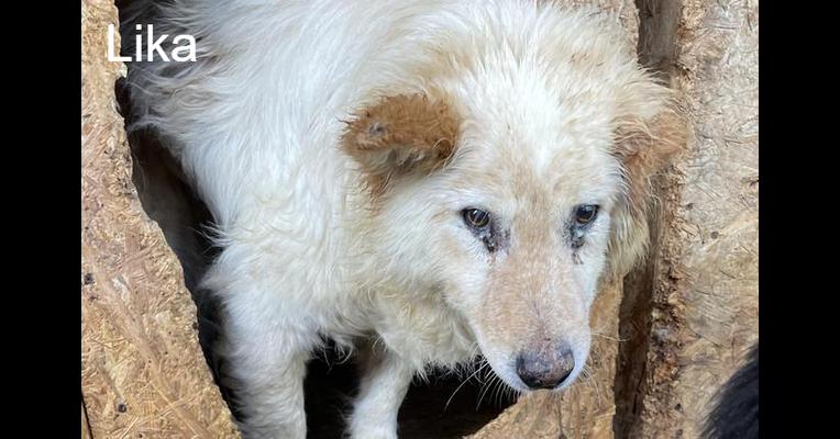 Lika - AVRAH - Animal Webaction