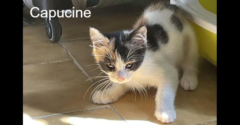 Capucine - APATE - Animal Webaction