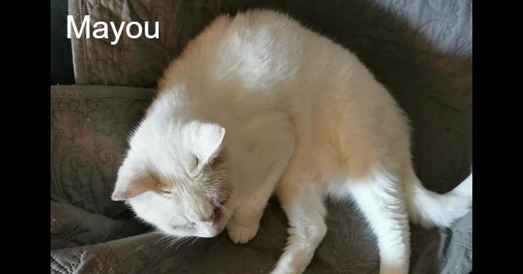 Mayou - Chats Grains d'Amour - Animal Webaction