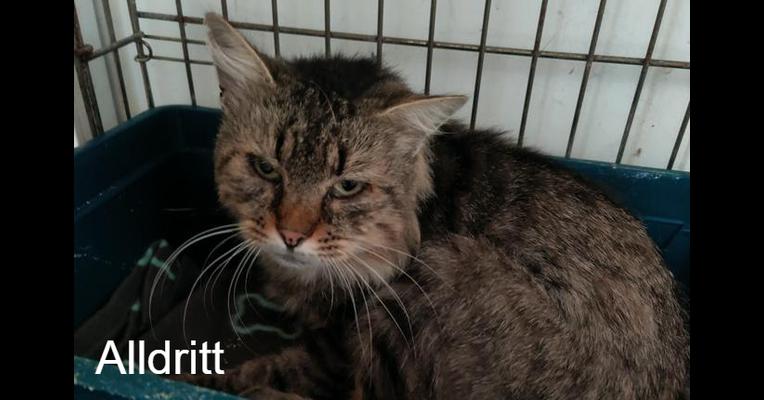 Alldritt - Association Les Anges de Gaïa - Animal Webaction