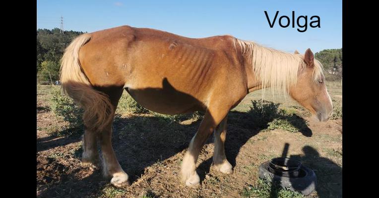 Volga - Roses et Bandanas - Animal Webaction