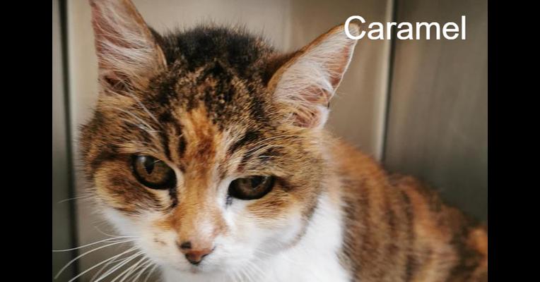 Caramel - Le Resto des Zanimos - Animal Webaction