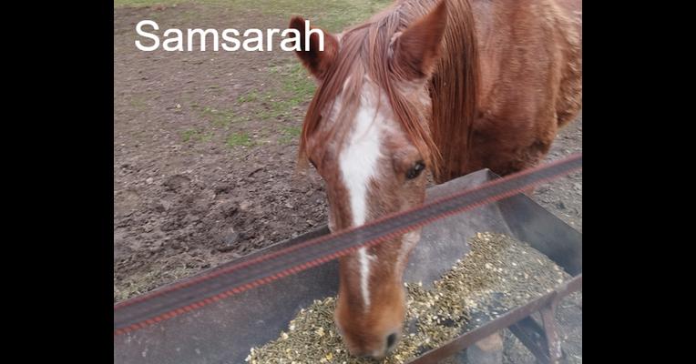 Samsarah - Hearthland Royal Horse - Animal Webaction