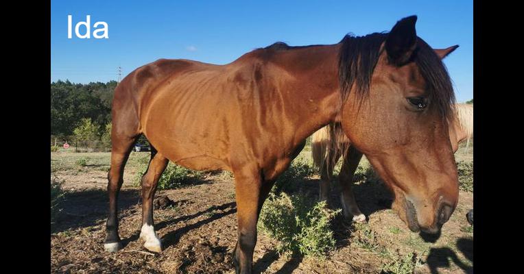 Ida - Roses et Bandanas - Animal Webaction