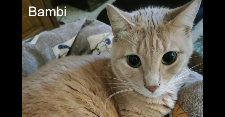 Bambi - Chats Grains d'Amour - Animal Webaction