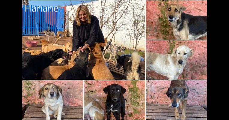 SOS 180 chiens Maroc - AHPPAE - Animal Webaction