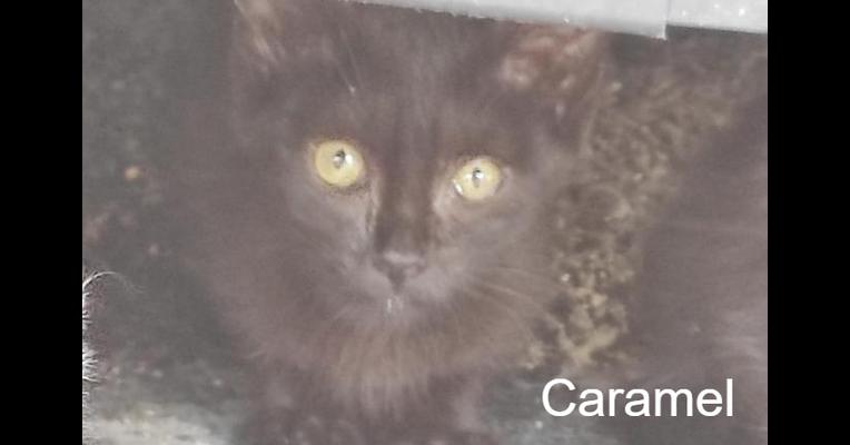 Caramel - Les Mimichats - Animal Webaction