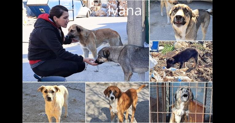 SOS 270 dogs North Macedonia - Civic Initiative Kane Korzo Skopje ...