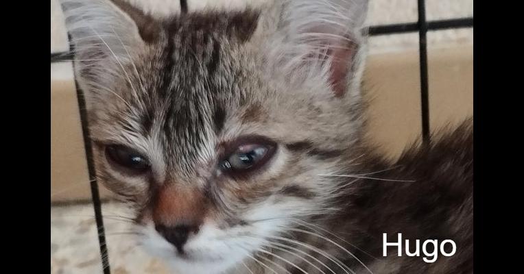 Hugo - Cat Miaou - Animal Webaction