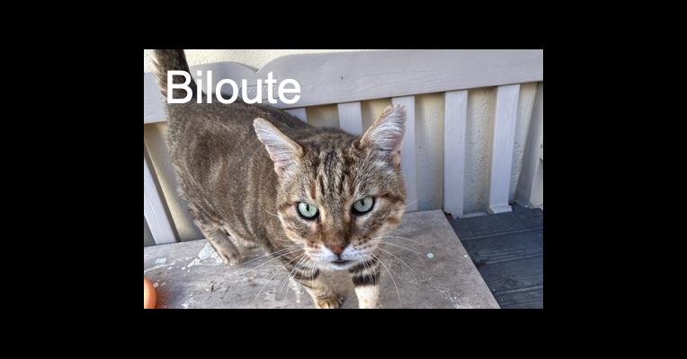 Biloute - Les chats Port-Saint-Louisiens - Animal Webaction