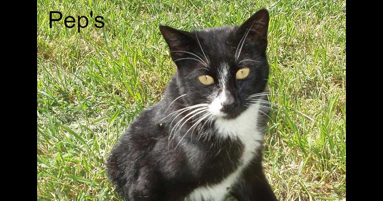 Pep's - Protection Animale Berroise - Animal Webaction