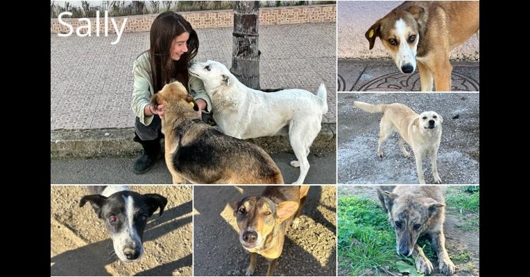 SOS chiens du Maroc - Sanctuaire de la Faune de Tanger (SFT) - Animal ...