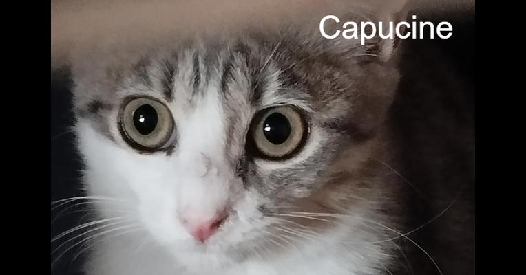 Capucine - Cat Miaou - Animal Webaction