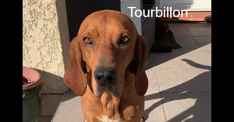 Tourbillon - L'Esperanza - Animal Webaction