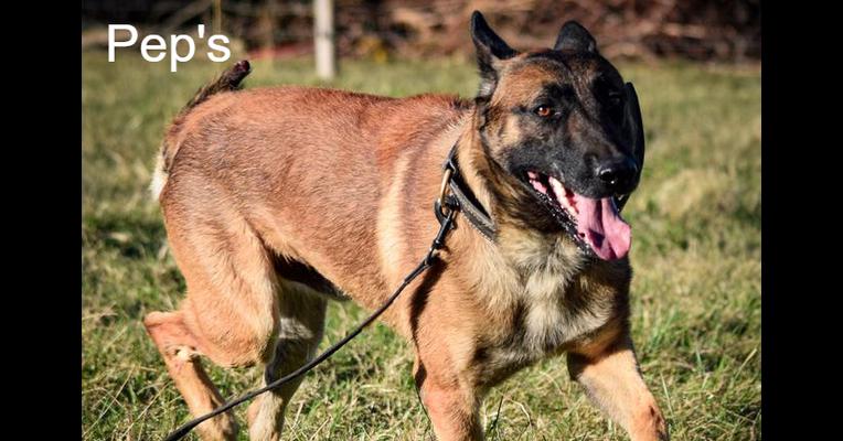 Pep's - L'Esperanza - Animal Webaction