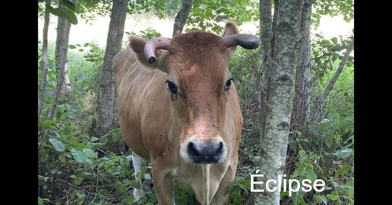 Éclipse - Espoir au Galop - Animal Webaction