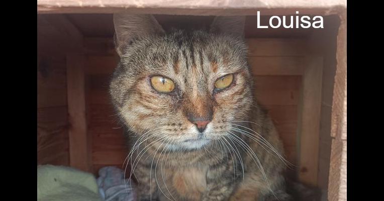 Louisa - Protect Cat - Animal Webaction