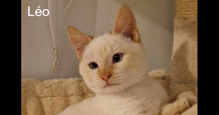 Léo - Anima'passion - Animal Webaction