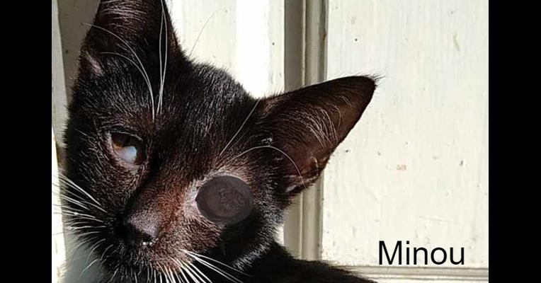 Minou - Chat L'Heureux - Animal Webaction
