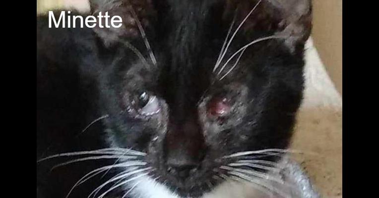 Minette - Chat L'Heureux - Animal Webaction
