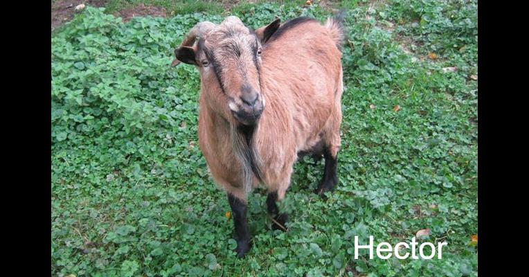 Hector - Au Bonheur des Chats Libres - Animal Webaction