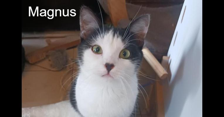 Magnus - A Pas De Chats - Animal Webaction