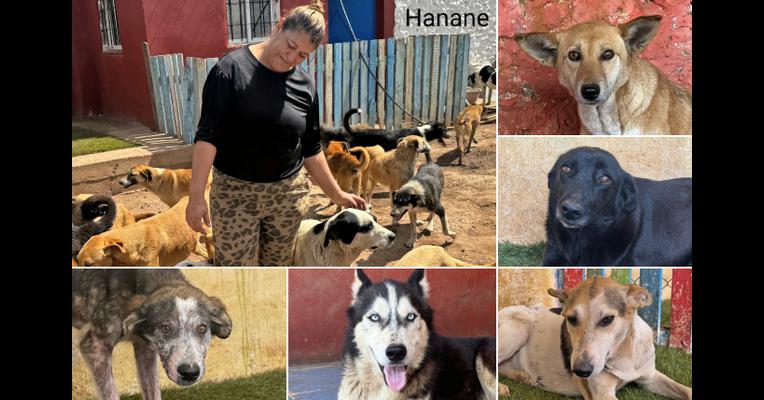 SOS 130 chiens Maroc - AHPPAE - Animal Webaction