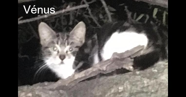Venus - Félin Pour L’Hôte - Animal Webaction