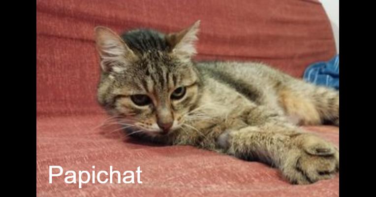 Papichat - Patounes de Chats - Animal Webaction