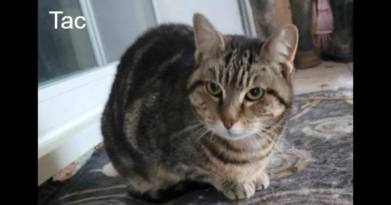 Tac - Patounes de Chats - Animal Webaction