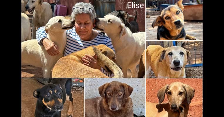 SOS 180 chiens Maroc - UMPA - Animal Webaction