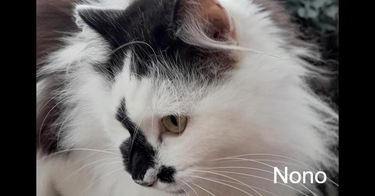 Nono - La Bleue - Animal Webaction