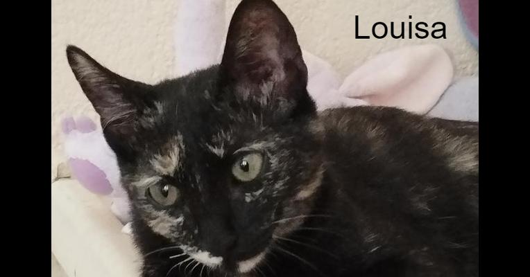 Louisa - Cat Miaou - Animal Webaction