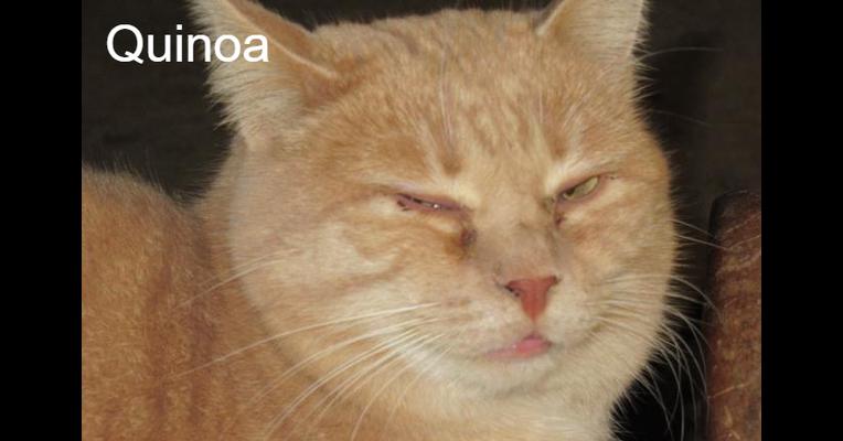 Quinoa - Jardin des Chats - Animal Webaction