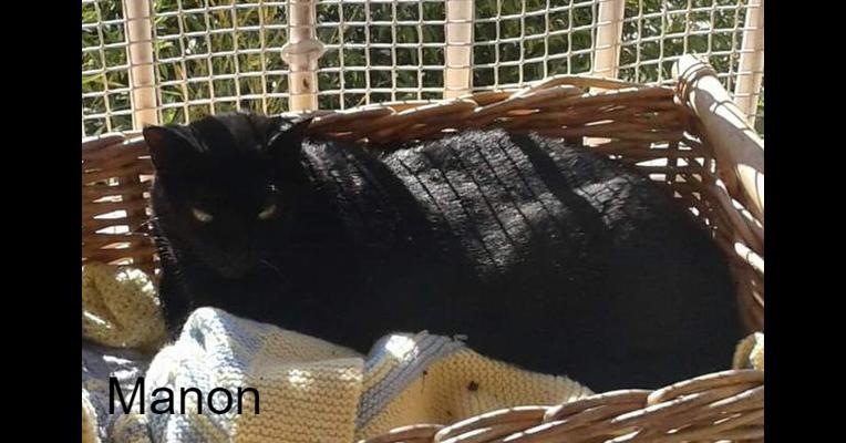 Manon - La Cantine des Minous - Animal Webaction