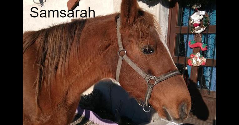 Samsarah - Hearthland Royal Horse - Animal Webaction