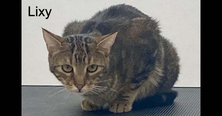 Lixy - Association C.A.T.S. Chat Animal Terrien Solidarité - Animal ...