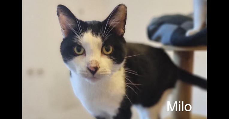 Milo - Animalove - Animal Webaction