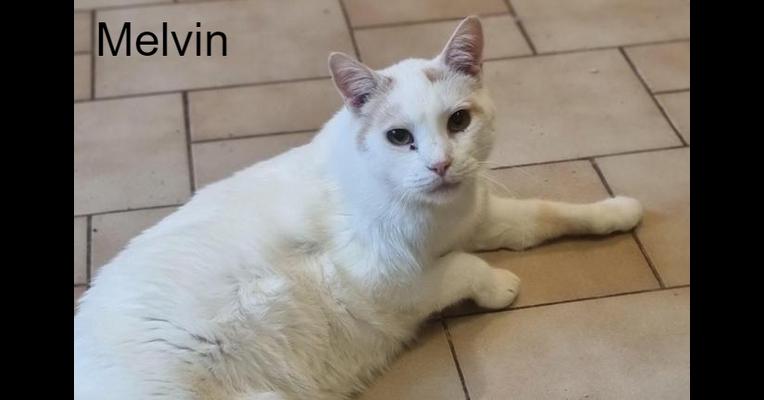 Melvin - Animalove - Animal Webaction