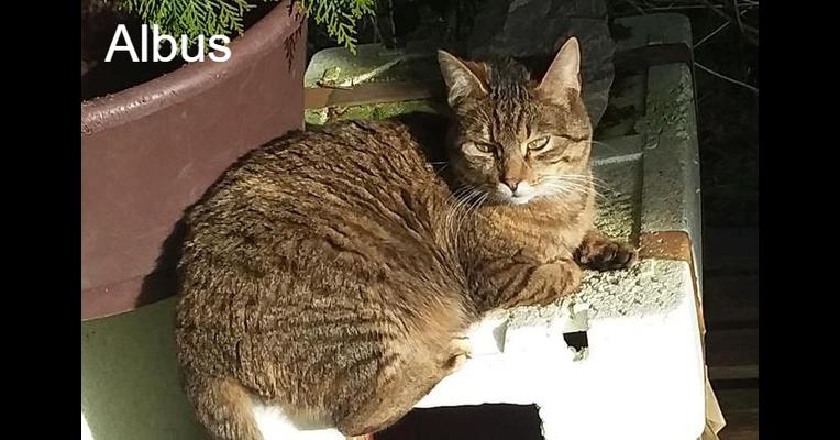 Albus - Chats Oubliés - Animal Webaction