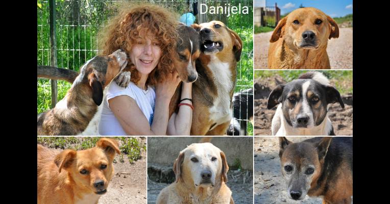 SOS Serbian dogs - Spaske - Animal Webaction