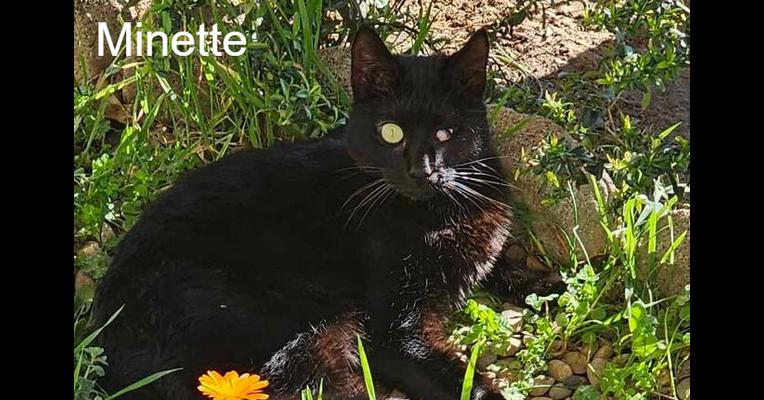 Minette - FELINS VAGABONDS - Animal Webaction
