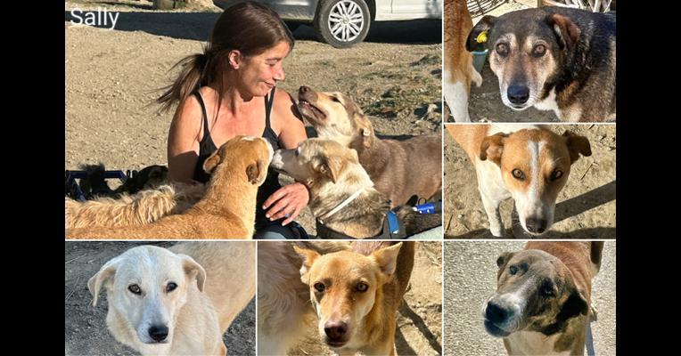 SOS dogs of Morocco - Sanctuaire de la Faune de Tanger (SFT) - Animal ...